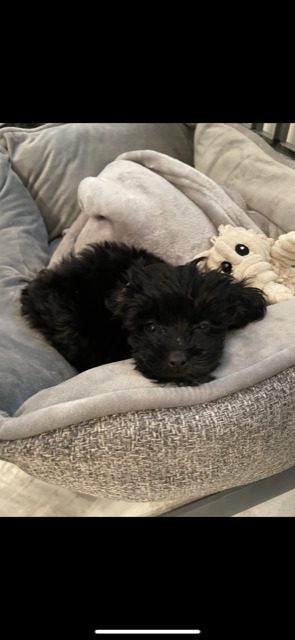 Trusted & Reputable Toy Puppy Breeder in Dallas, TX | Vicky's Toy Puppies