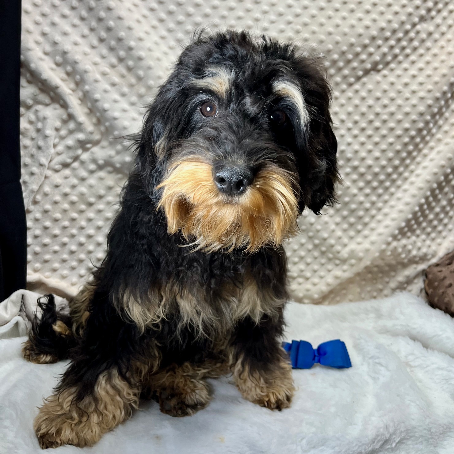 Toy & Cavapoo Puppies For Sale in Texas | Vicky's Toy Puppies