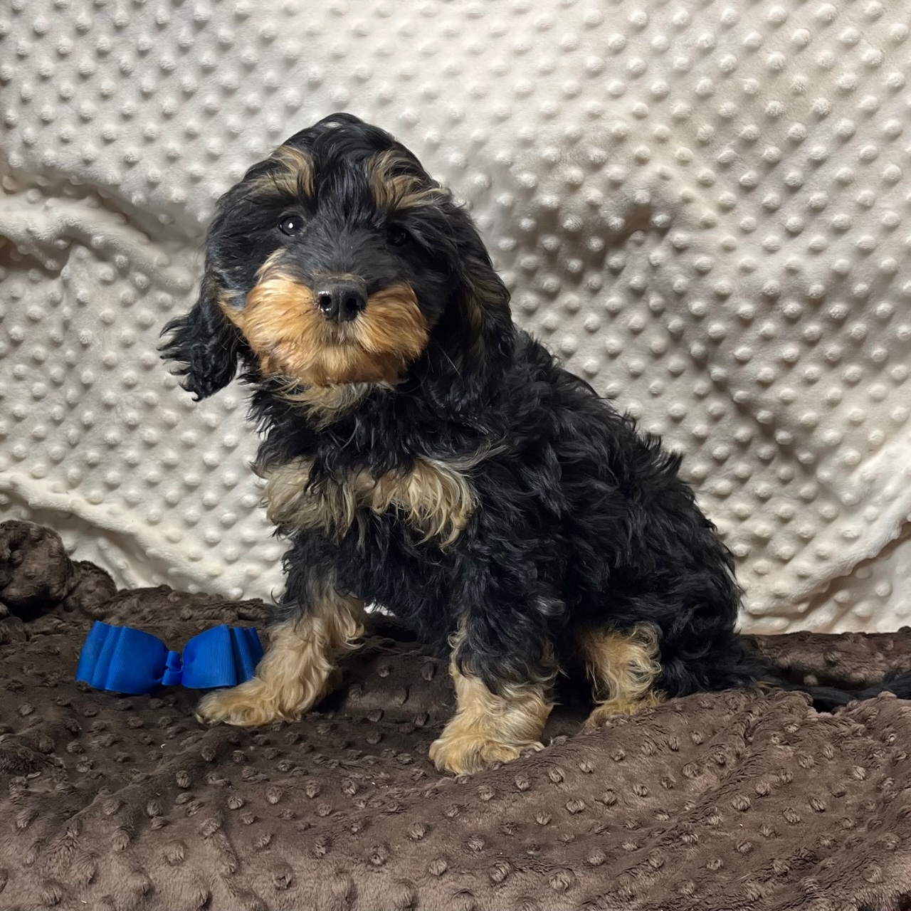 Toy & Cavapoo Puppies For Sale in Texas | Vicky's Toy Puppies