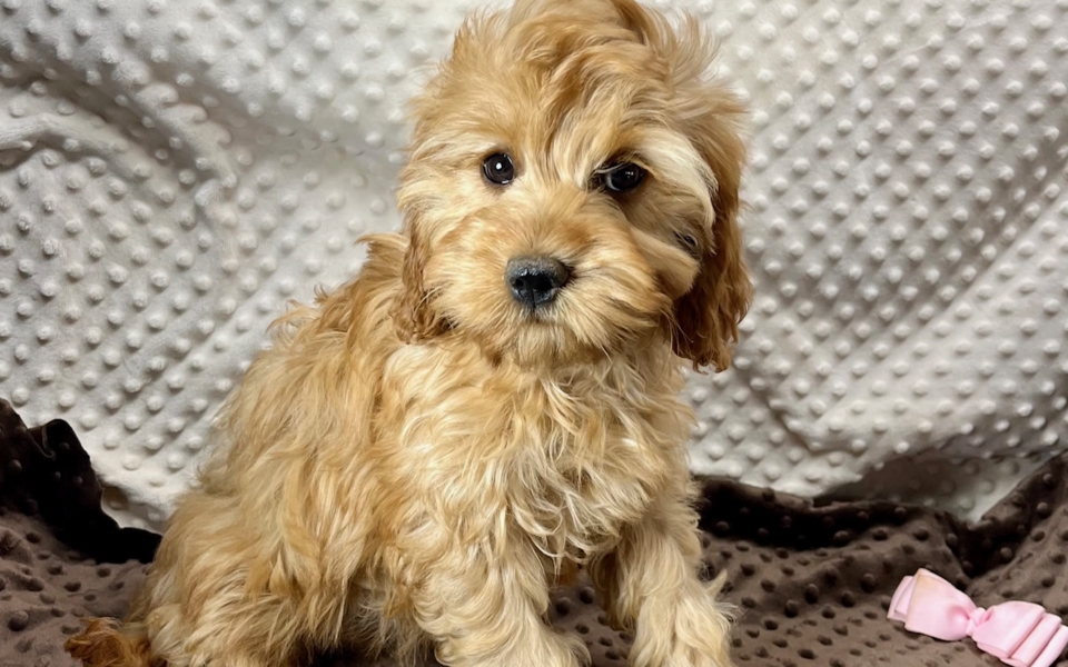 Toy & Cavapoo Puppies For Sale in Texas | Vicky's Toy Puppies
