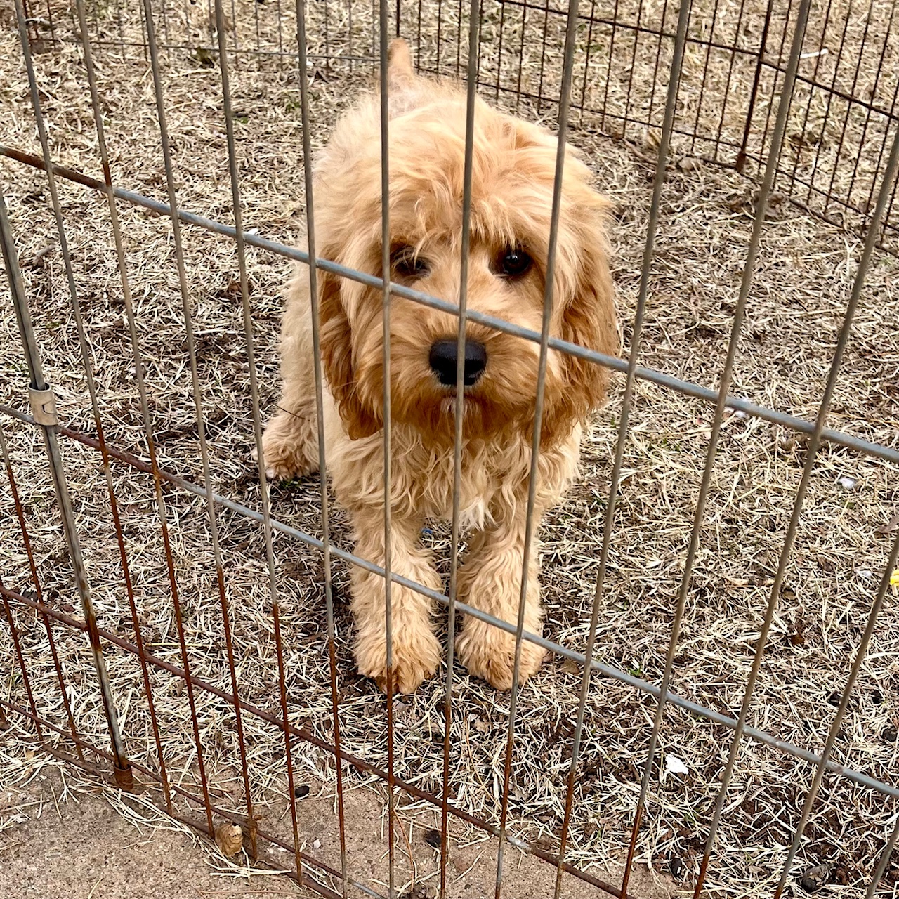 Toy & Cavapoo Puppies For Sale in Texas | Vicky's Toy Puppies