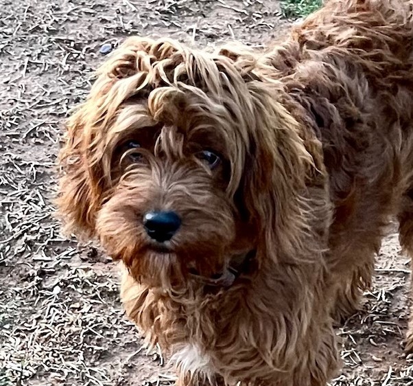 Neutered ....CKC male F1 Cavapoo, "Raider" Born 8/15'23, $850 - Vicky's ...