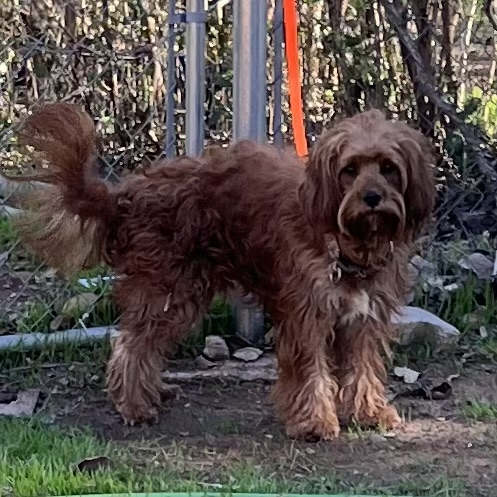 Neutered ....CKC male F1 Cavapoo, "Raider" Born 8/15'23, $750 - Vicky's ...