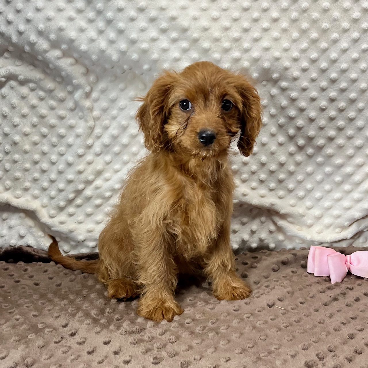 Toy & Cavapoo Puppies For Sale in Texas | Vicky's Toy Puppies