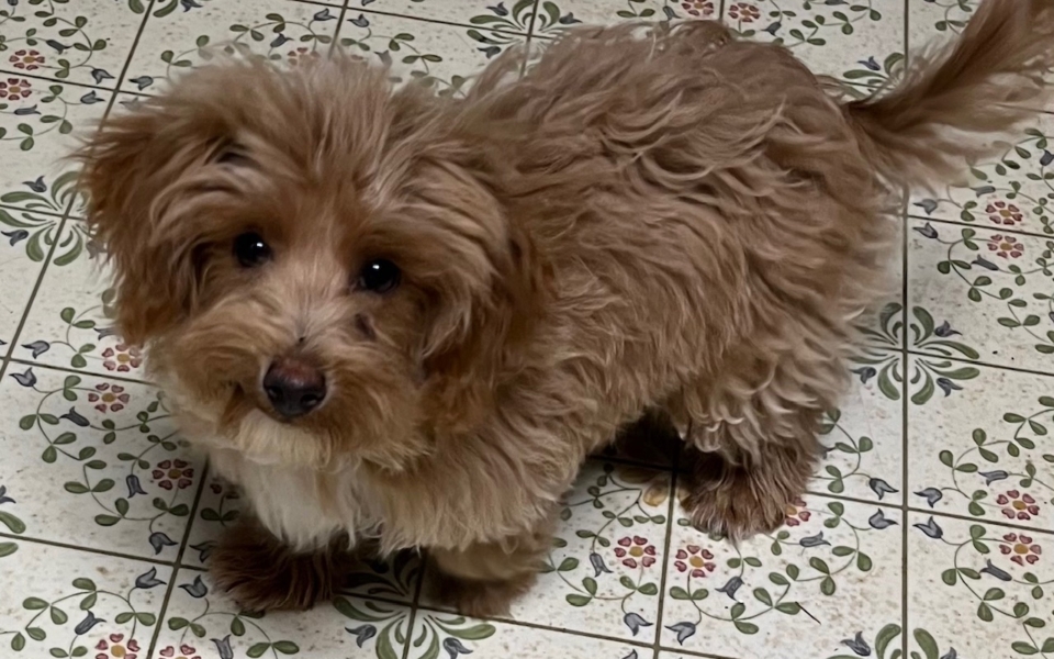 Toy & Cavapoo Puppies For Sale in Texas | Vicky's Toy Puppies