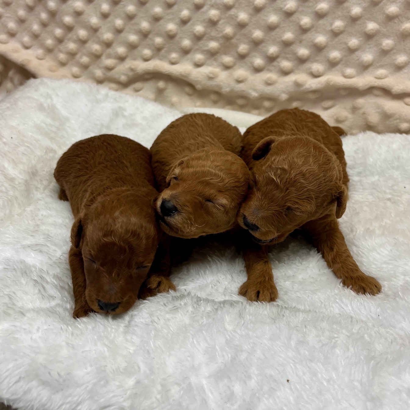 Toy Poodles for Sale in Childress, TX