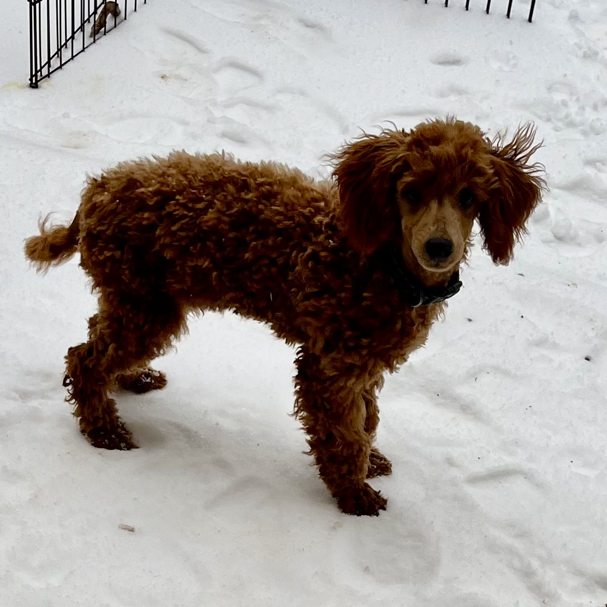 CKC Poodle male born 9/4'25. Red "River" $1,250 He Is In CHILDRESS ...