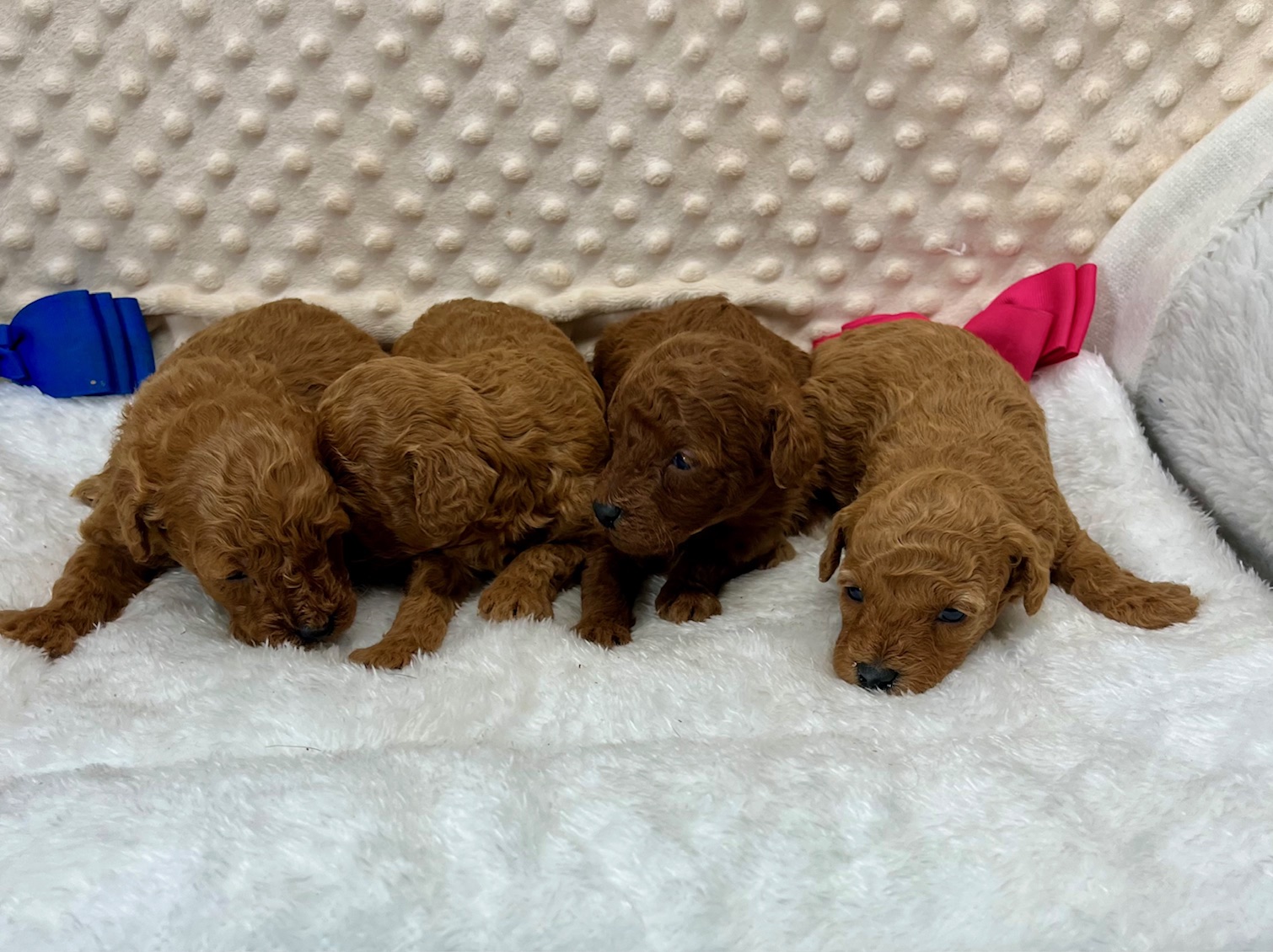 Toy Poodles for Sale in Childress, TX