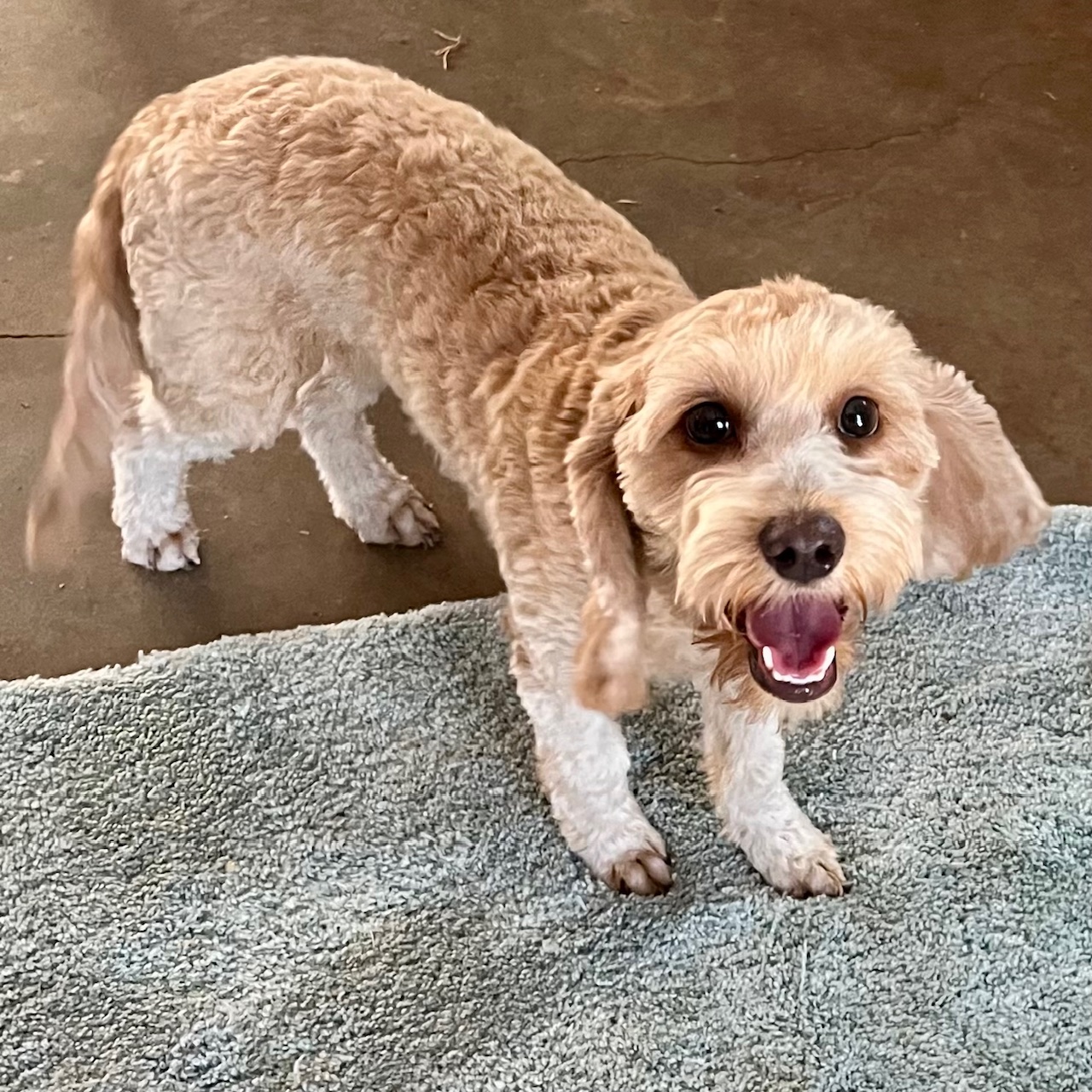 Neutered CKC Cavapoo F1 cross male. Born 4/1'25, 7 months now. $850 ...